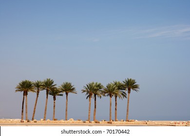 14,014 Palm trees in a row Images, Stock Photos & Vectors | Shutterstock