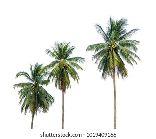 Row Three Coconut Trees Next Each Stock Photo 1019409166 | Shutterstock