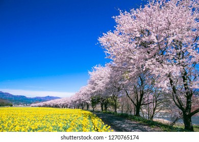14,833 Cherry tree row Images, Stock Photos & Vectors | Shutterstock