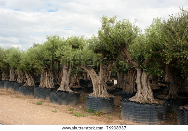 Стоковая фотография 76908937: Row Young Olive Trees Tree Nursery ...