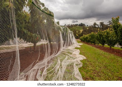 563 Cherry tree net Images, Stock Photos & Vectors | Shutterstock