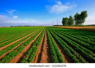Rows Peanut Fields Stock Photo 1112261276 | Shutterstock