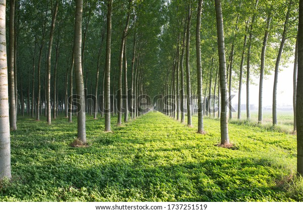 1,573 Poplar Cultivation Images, Stock Photos & Vectors | Shutterstock