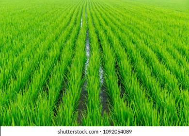 Rows Rice Stock Photo 1092054089 | Shutterstock
