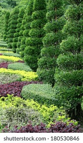 Rows Tree Garden Stock Photo 180530846 | Shutterstock