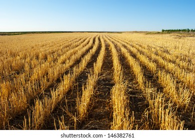 37,952 Wheat row Images, Stock Photos & Vectors | Shutterstock