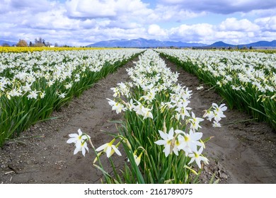 3,213 Row Daffodils Images, Stock Photos & Vectors | Shutterstock