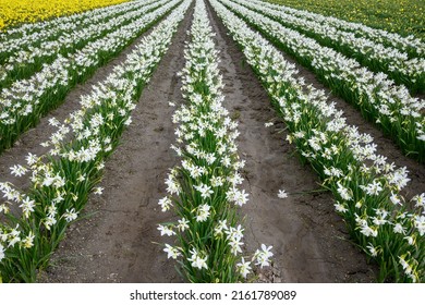 3,213 Row Daffodils Images, Stock Photos & Vectors | Shutterstock