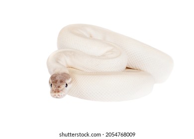 300 Creep Roll Images, Stock Photos & Vectors | Shutterstock