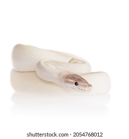 300 Creep Roll Images, Stock Photos & Vectors | Shutterstock