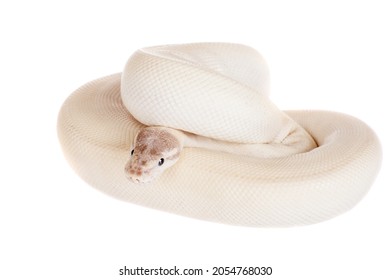 300 Creep Roll Images, Stock Photos & Vectors | Shutterstock