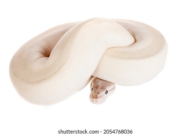 300 Creep Roll Images, Stock Photos & Vectors | Shutterstock