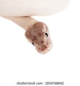 300 Creep Roll Images, Stock Photos & Vectors | Shutterstock