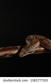 Royal Python Ball Python Python Regius Stock Photo 1581777355 ...