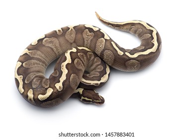 Spider Ball Python Python Regius Isolated Stock Photo (Edit Now) 23682373