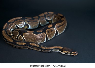 118 Normal royal python Images, Stock Photos & Vectors | Shutterstock