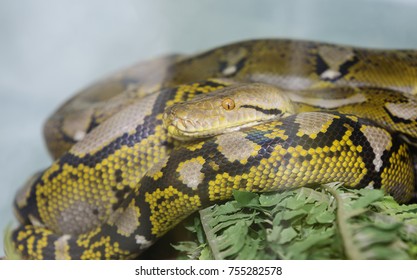 Royal Python Nonpoisonous Snake Genus Python Stock Photo (Edit Now ...