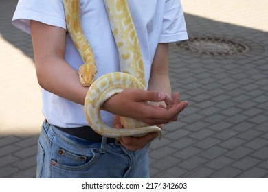 Free Stock Photo of Close Up of Snake on Persons Arm | Download Free ...
