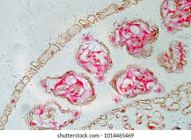 Rubber Leaf Under Microscope Stock Photo 1014465469 | Shutterstock