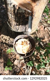 786 Rubber Tapper Tree Images, Stock Photos & Vectors | Shutterstock