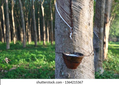 Tapping rubber trees 5,520 รายการ ภาพ ภาพสต็อกและเวกเตอร์ | Shutterstock