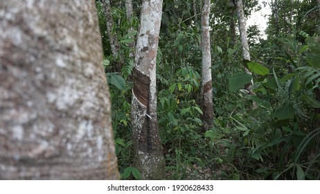 786 Rubber Tapper Tree Images, Stock Photos & Vectors | Shutterstock