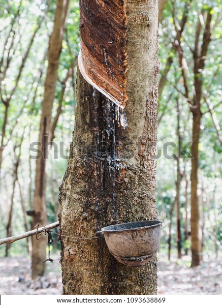 Rubber Tree Rubber Tappers Stock Photo (Edit Now) 1093638869