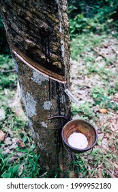 Rubber Tree Rubber Tapping Stock Photo 1999952180 | Shutterstock