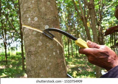 276 Rubber tapping knife Images, Stock Photos & Vectors | Shutterstock