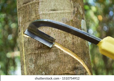 276 Rubber tapping knife Images, Stock Photos & Vectors | Shutterstock