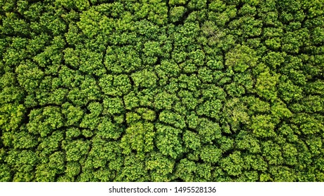 Rubber Trees Top Down View Stock Photo 1495528136 | Shutterstock