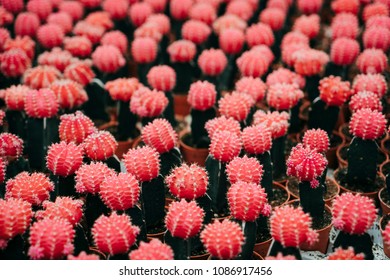 640 Ruby Red Cactus Images, Stock Photos & Vectors | Shutterstock