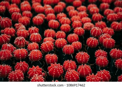 640 Ruby Red Cactus Images, Stock Photos & Vectors | Shutterstock