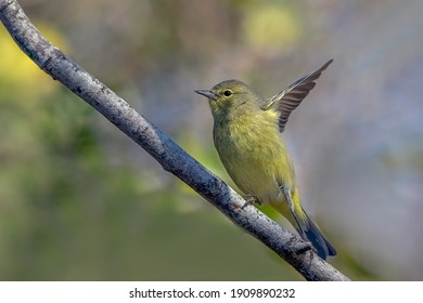 5 Ruby throated bulbul Images, Stock Photos & Vectors | Shutterstock