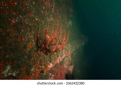 1,734 Ruby e Images, Stock Photos & Vectors | Shutterstock