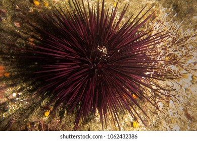 1,734 Ruby e Images, Stock Photos & Vectors | Shutterstock