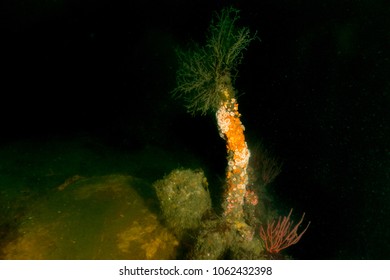 1,734 Ruby e Images, Stock Photos & Vectors | Shutterstock