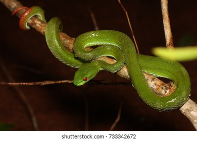 Ruby Eye Pit Viper Trimeresurus Rubeus Stock Photo 733342672 | Shutterstock