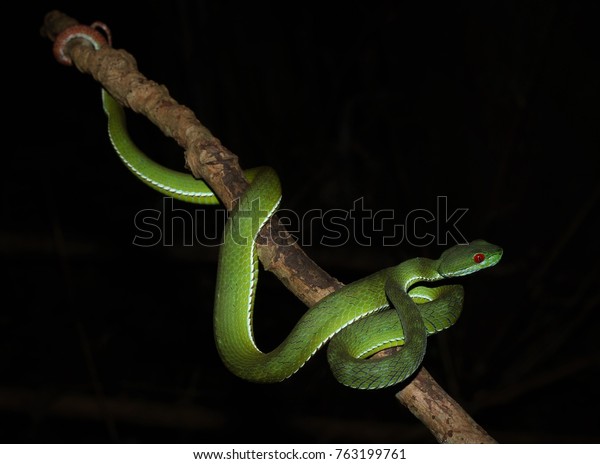Ruby Eyed Pit Viper Trimeresurus Rubeus Stock Photo 763199761 ...