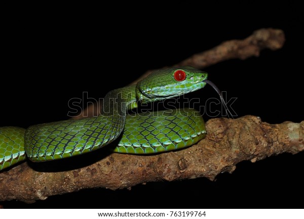 Ruby Eyed Pit Viper Trimeresurus Rubeus Stock Photo 763199764 ...