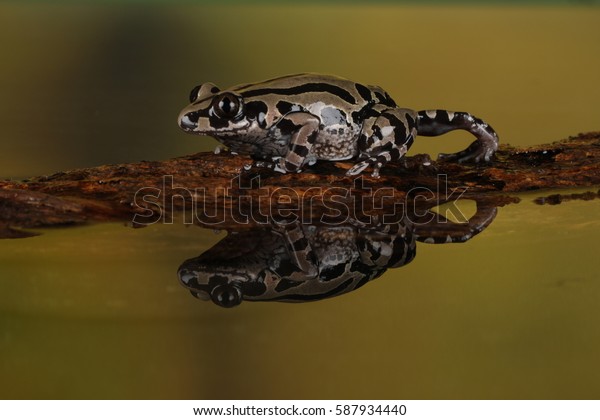 Ruby Eyed Tree Frog Water Reflection Stock Photo 587934440 | Shutterstock
