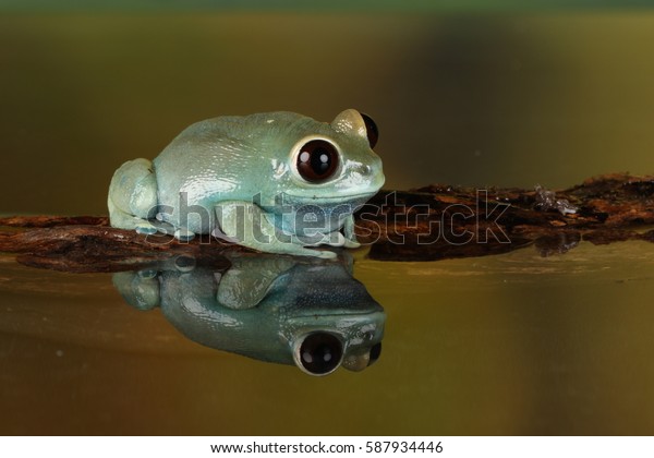 Ruby Eyed Tree Frog Water Reflection Stock Photo (Edit Now) 587934446