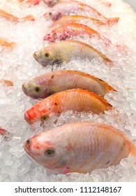 Ruby Fish Frozen Stock Photo 1112148167 | Shutterstock