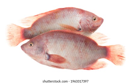 2,033 Ruby fish Images, Stock Photos & Vectors | Shutterstock