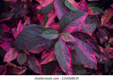 Ruby Plant Red Leaf Texture Background Stock Photo 1154368519 ...