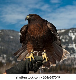 3 imagens de Ruby red tailed hawk Imagens, fotos stock e vetores ...