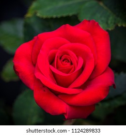 Ruby Rose Stock Photo 1124289833 | Shutterstock