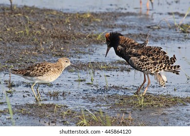 Roadrunner Couple Mating Dance Stock Photo 45745321 | Shutterstock