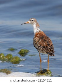 Ruff Stock Photo 82154311 | Shutterstock