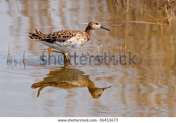 Ruff Water Reflection Stock Photo 36453673 | Shutterstock